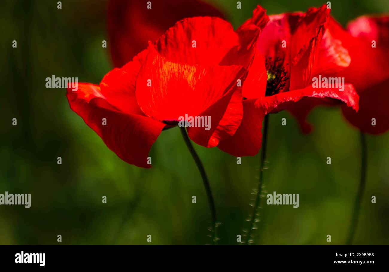Small cluster of red poppies against greenery Stock Photo - Alamy