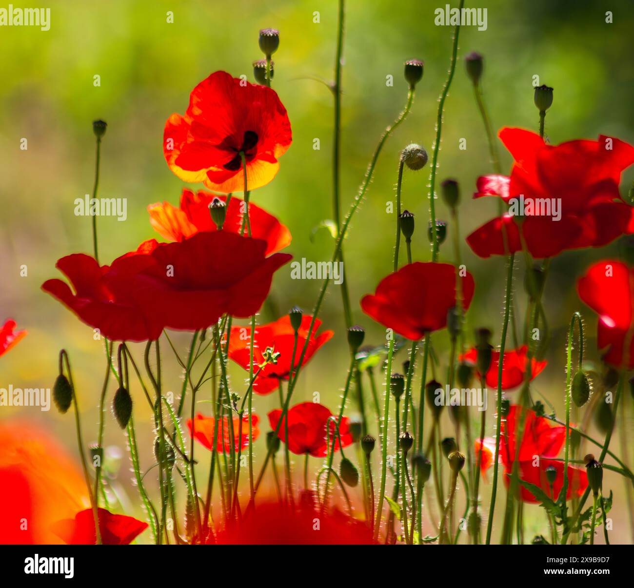 A poppy meadow Stock Photo - Alamy