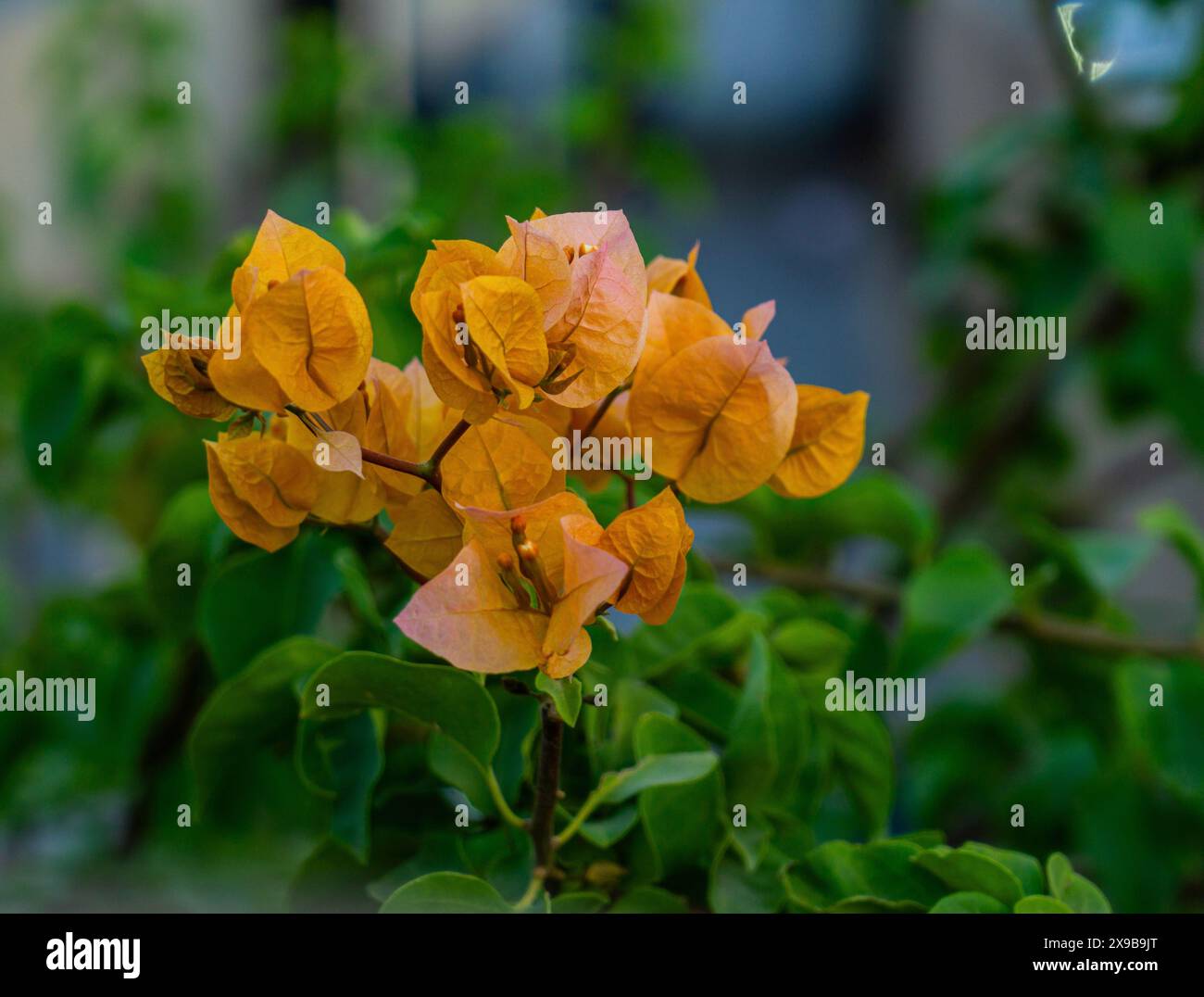 Orange Paper Flower Stock Photo - Alamy