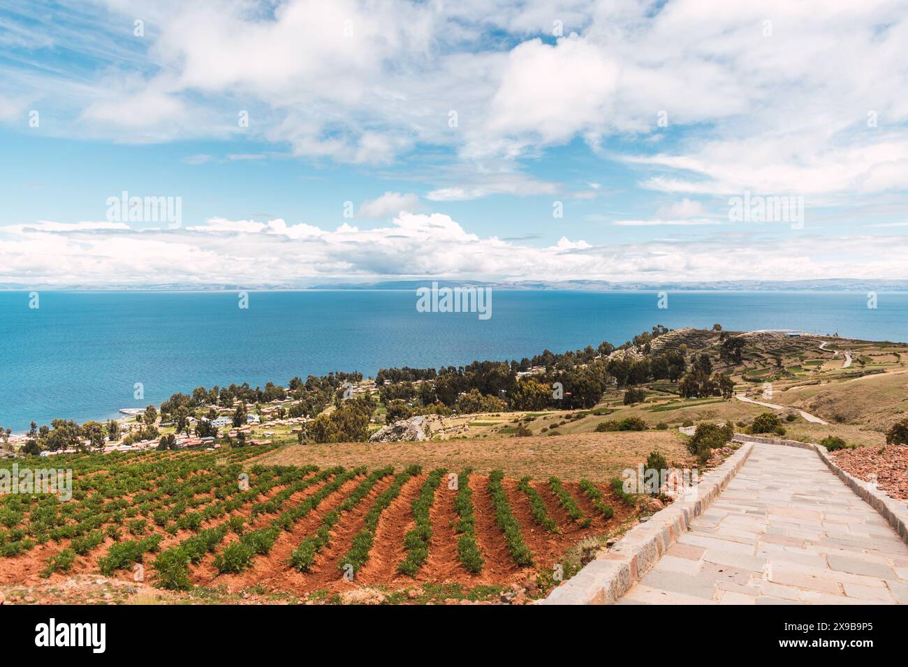 potato field on the shores of Lake Titicaca in the Andes mountain range ...