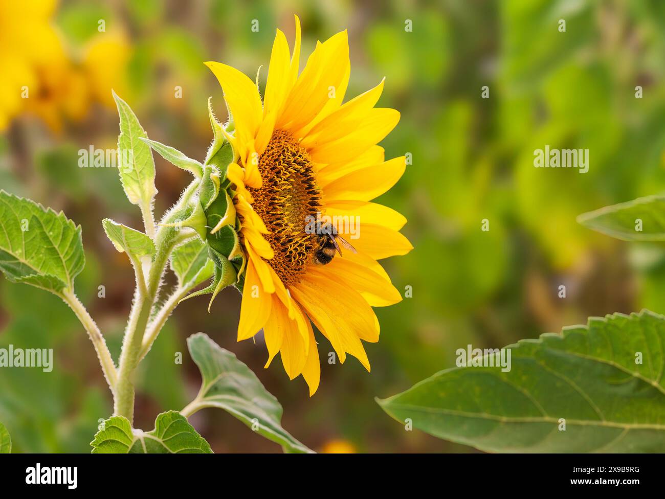 Sunflower life cycle hi-res stock photography and images - Alamy