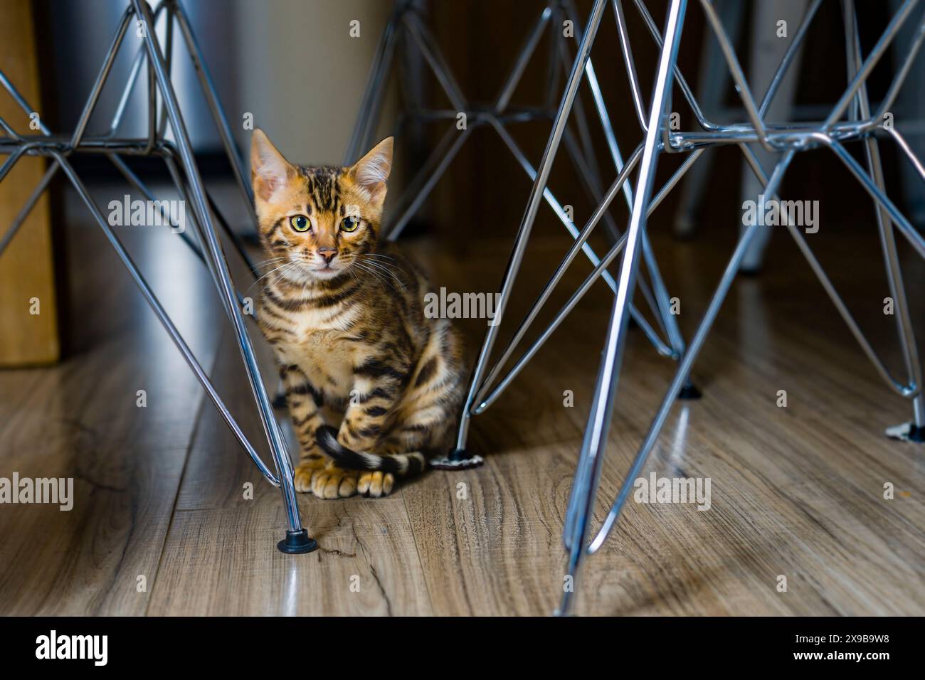 Red cat under table hi-res stock photography and images - Alamy