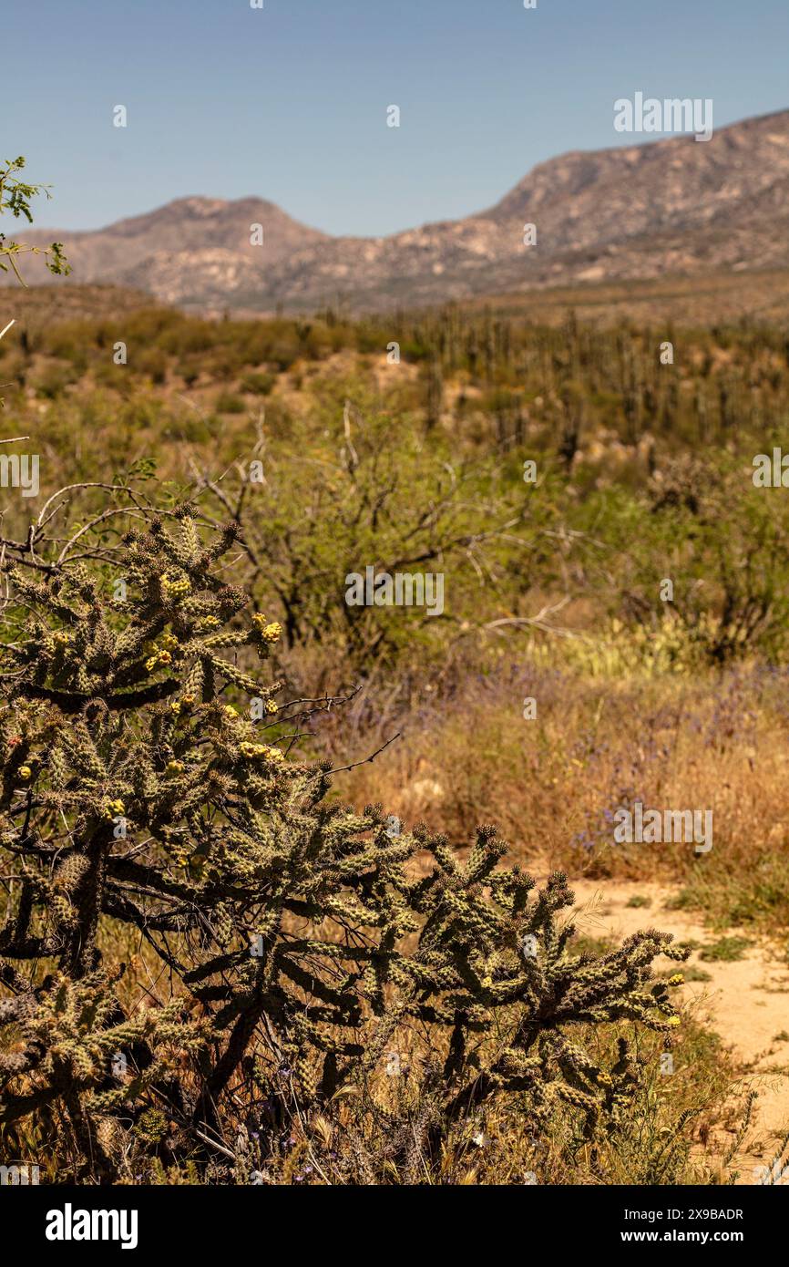 The wide open space of the glorious Catalina State Park, Oro Valley ...