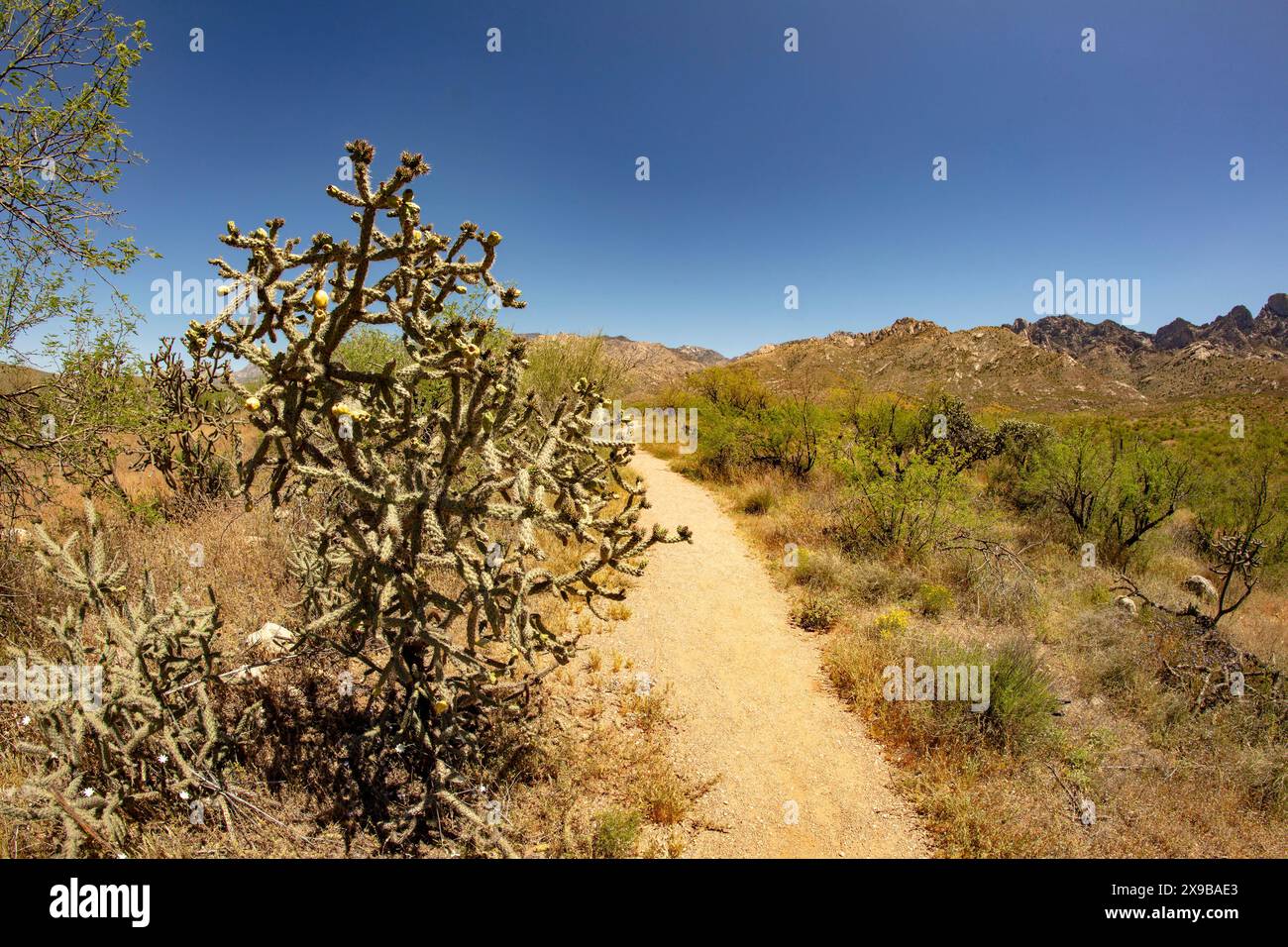 The wide open space of the glorious Catalina State Park, Oro Valley ...