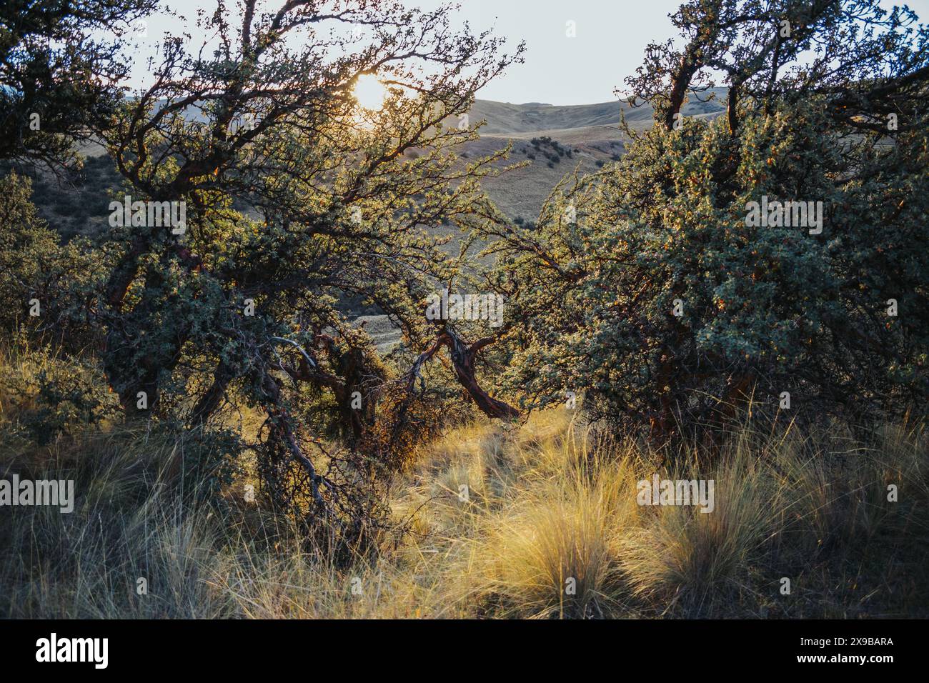 queñua trees in the Andes surrounded by yellow straw at sunset with ...