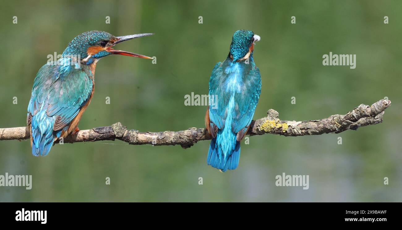 L-r Female Kingfisher and Male Kingfisher with fish at RSPB Rainham ...