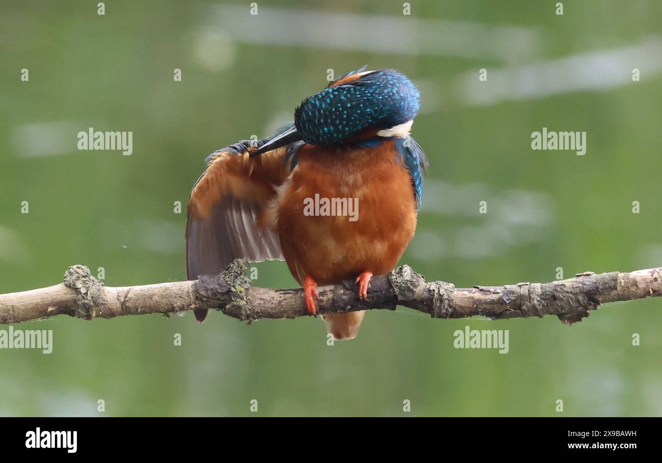Male Kingfisher cleaning his wings at RSPB Rainham Marshes Nature ...