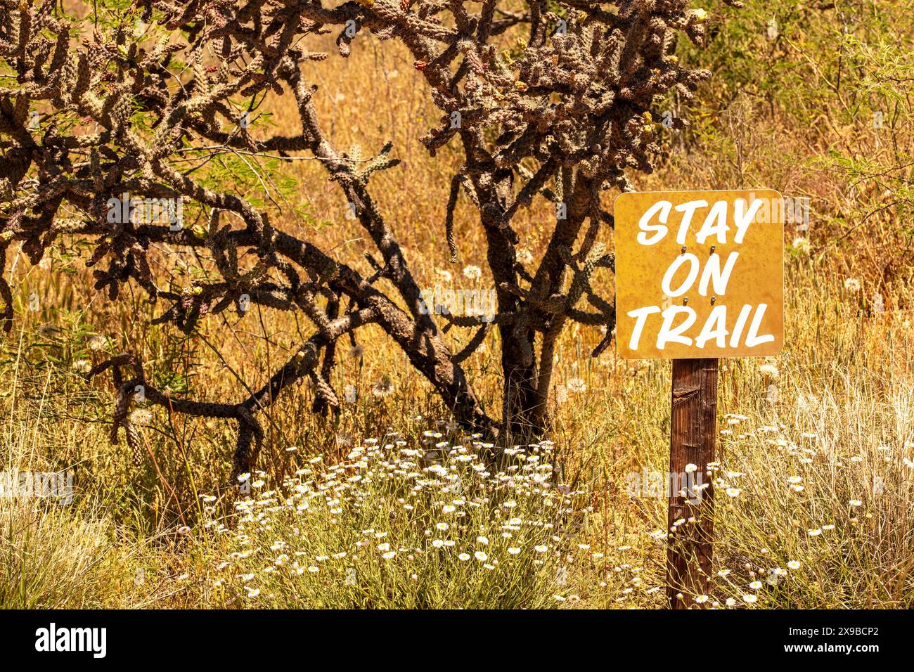 Natural close up flowering plant portrait of Smooth chain-fruit Cholla ...