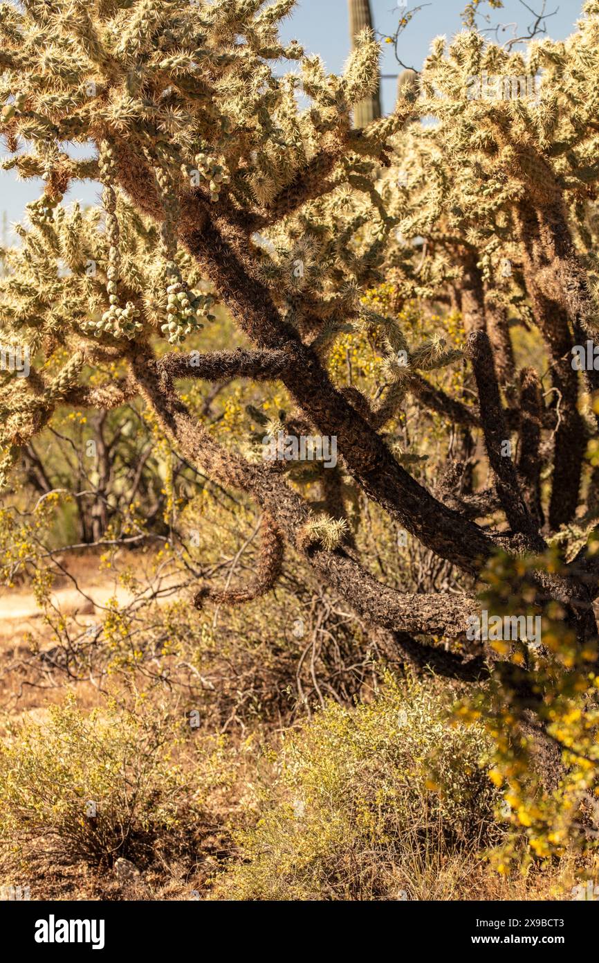 Natural close up flowering plant portrait of Smooth chain-fruit Cholla ...