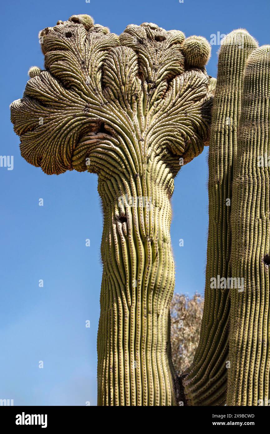 Semi-close up plant portrait of Cristate saguaro cactus imagined as a ...