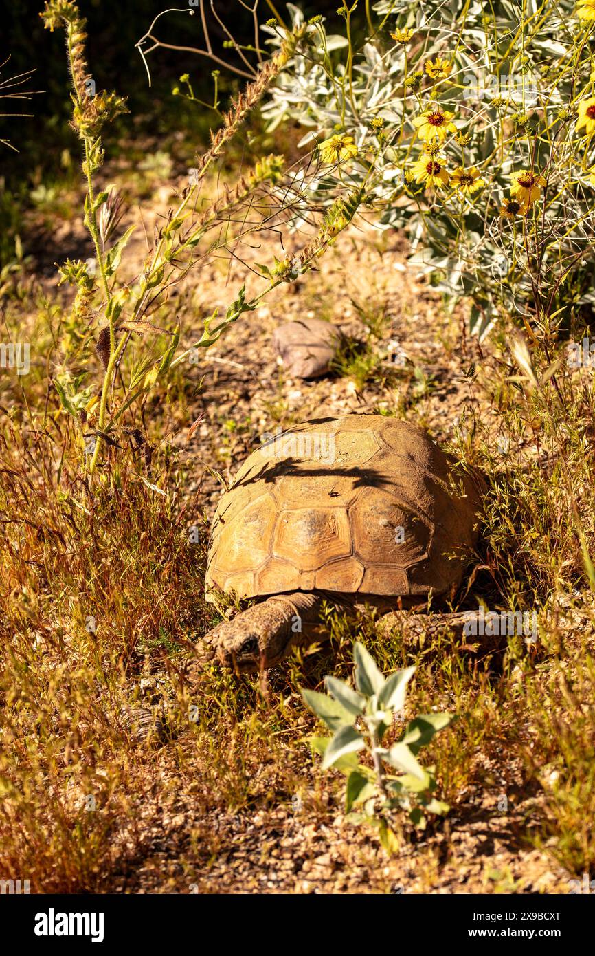 Cute rescued Sonoran Desert tortoise, Gopherus morafkai feeding ...