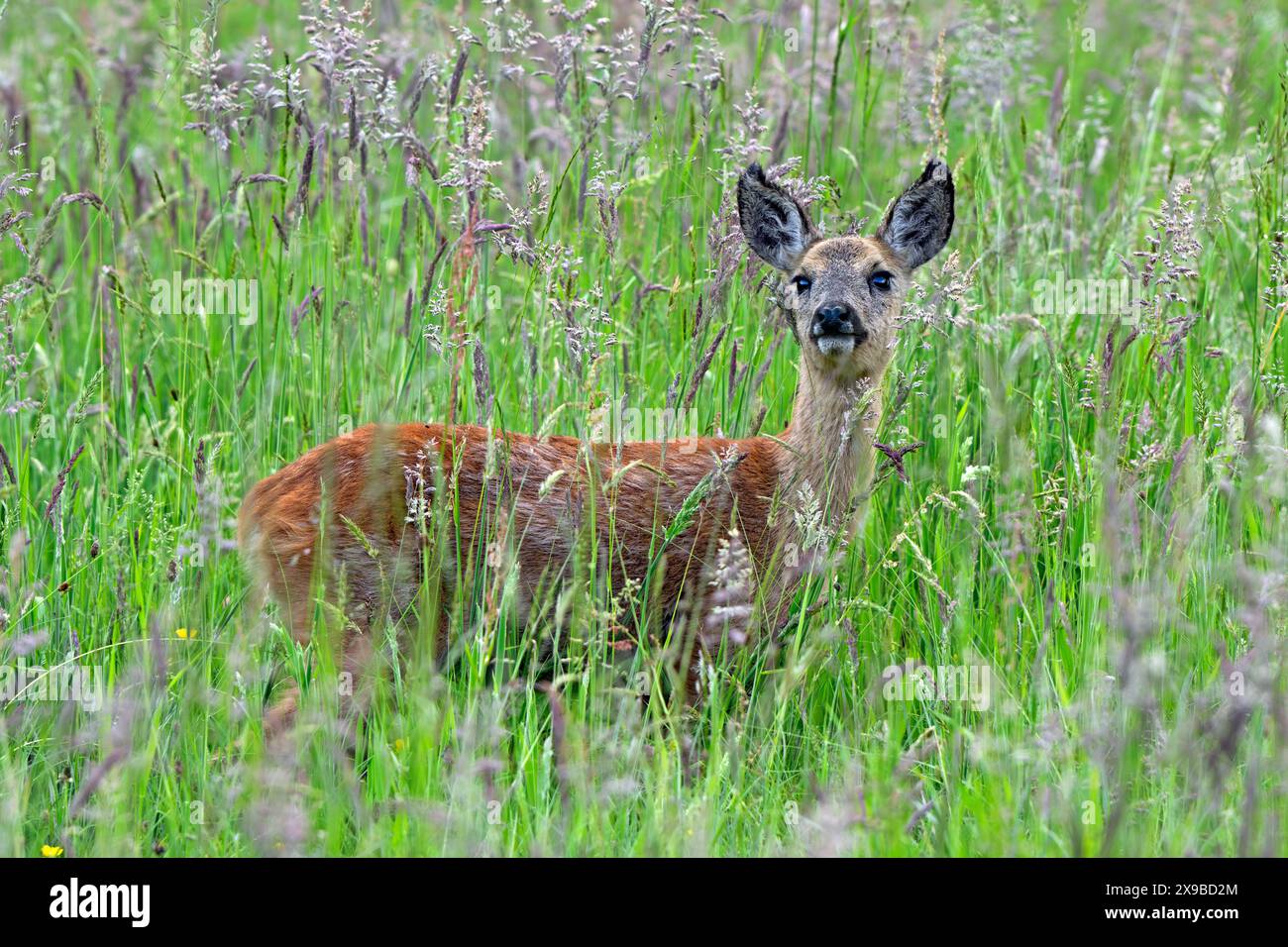 Cute European roe deer (Capreolus capreolus) juvenile foraging in ...