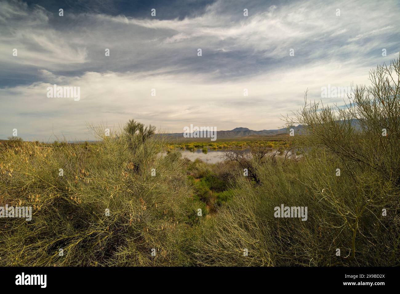 Intimate Sonoran wildflower landscape along highway 77 (Globe to Tucson ...