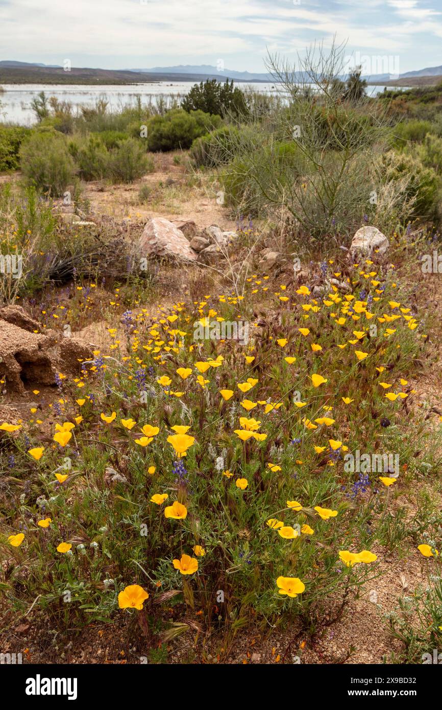 Intimate Sonoran wildflower landscape along highway 77 (Globe to Tucson ...