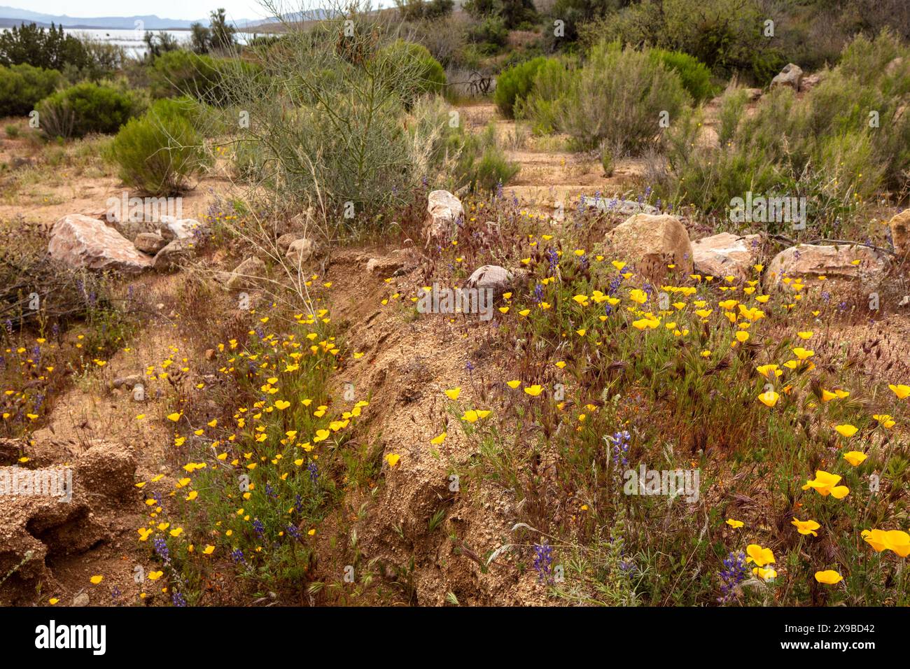 Intimate Sonoran wildflower landscape along highway 77 (Globe to Tucson ...