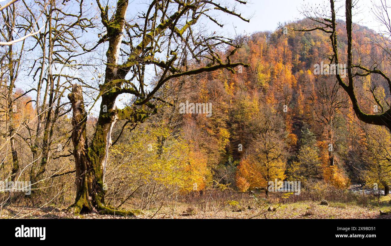 Large trees are covered with green moss in the autumn forest. Lankaran ...