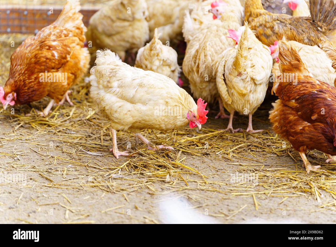Chickens, their feathers ruffling in the wind as they survey their ...