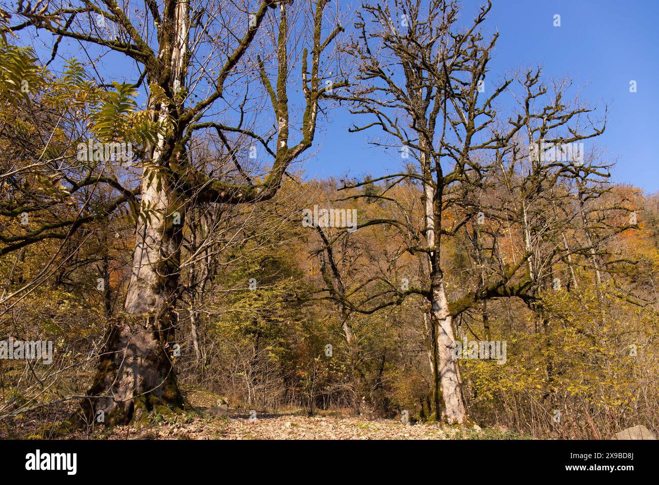 Large trees are covered with green moss in the autumn forest. Lankaran ...