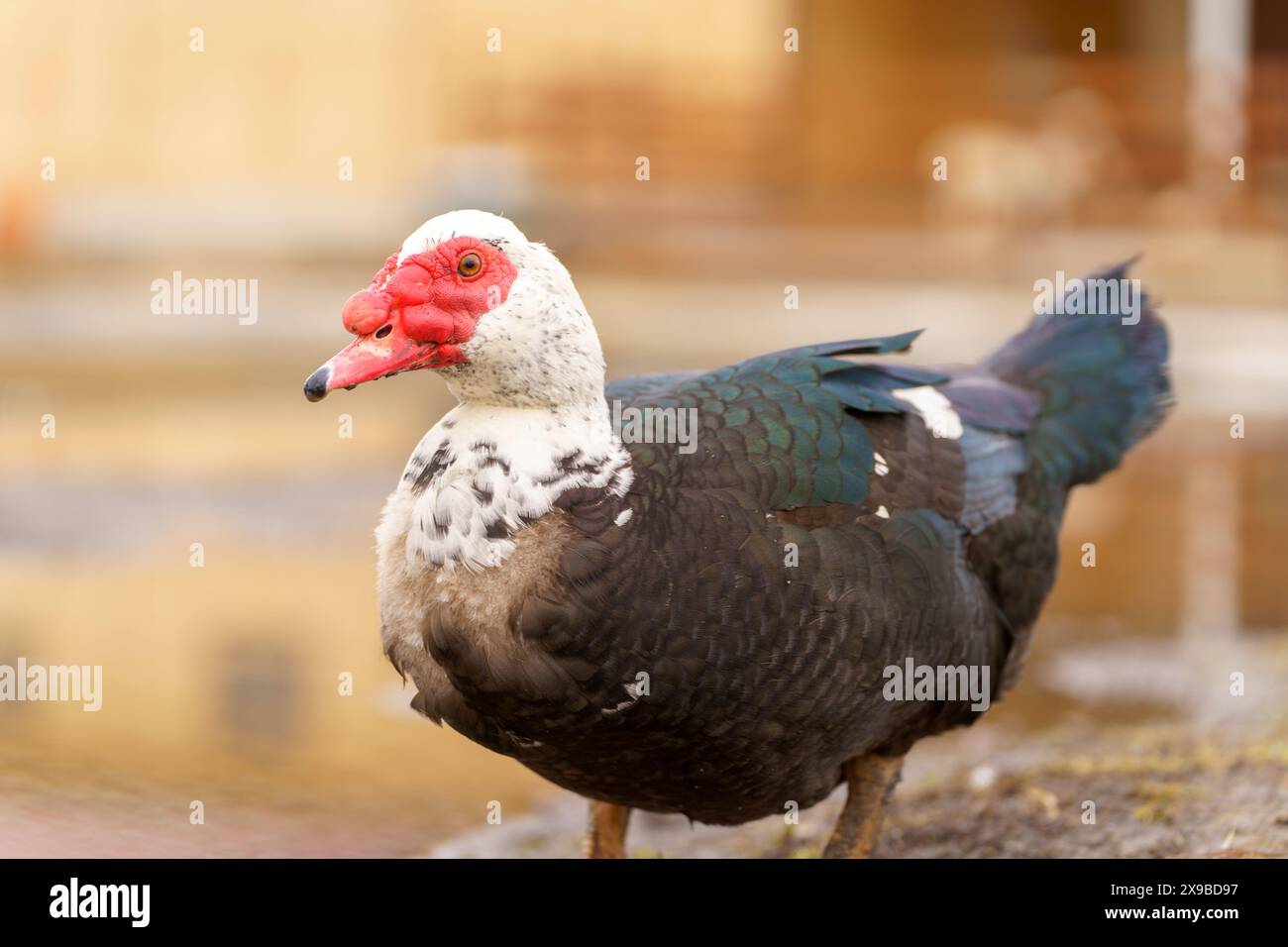 Muscovy duck is captured up close, displaying its unique plumage and ...