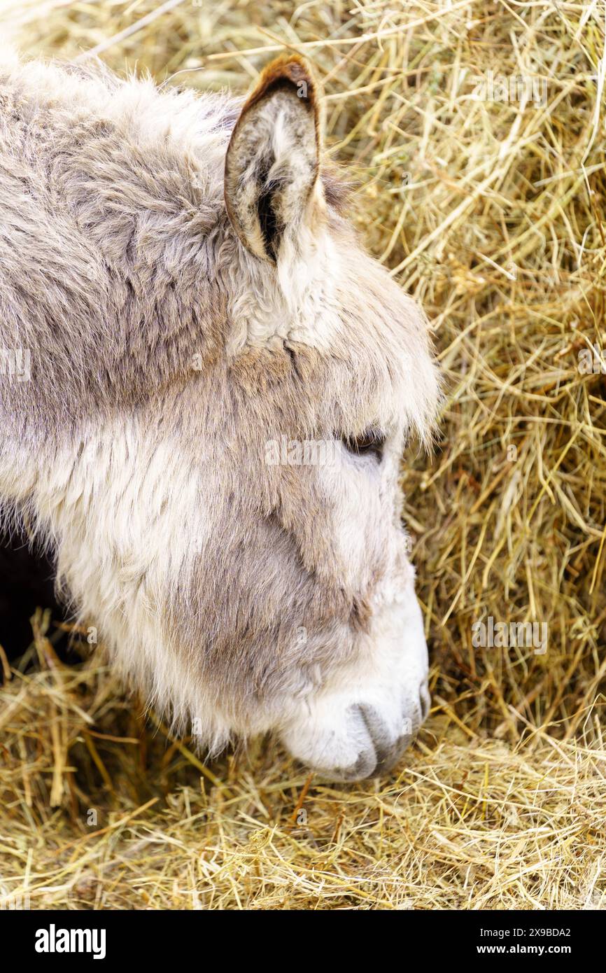 Donkey feeds on hay, showcasing its strength and elegance in the ...