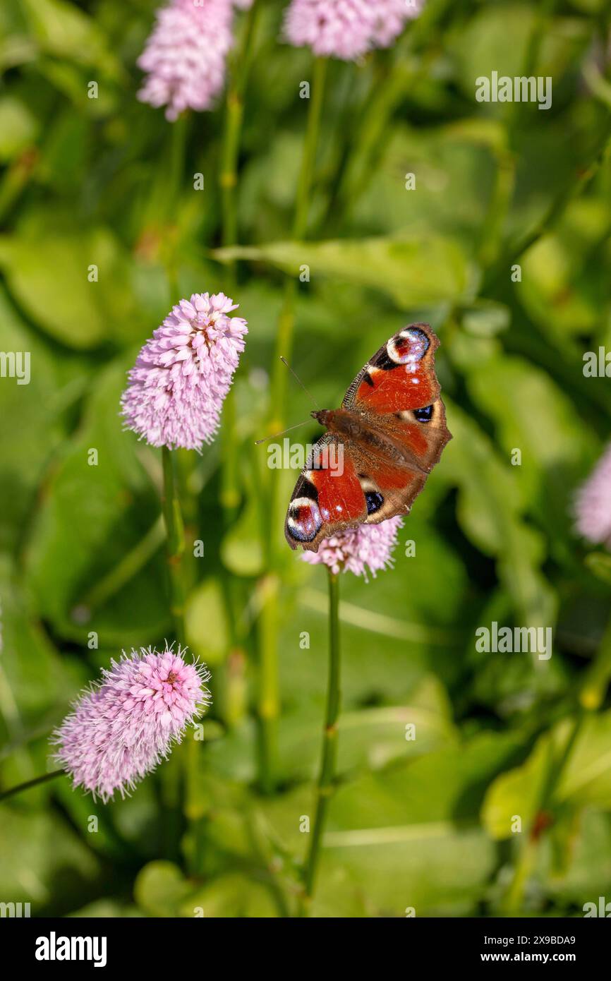 Natural close up plant portrait of the delightful Bistorta officinalis ...