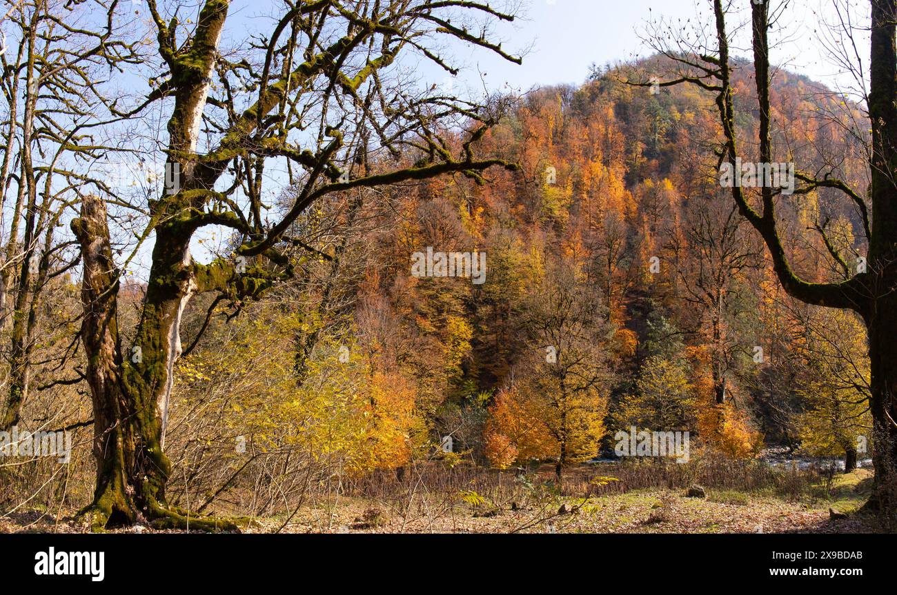 Large trees are covered with green moss in the autumn forest. Lankaran ...