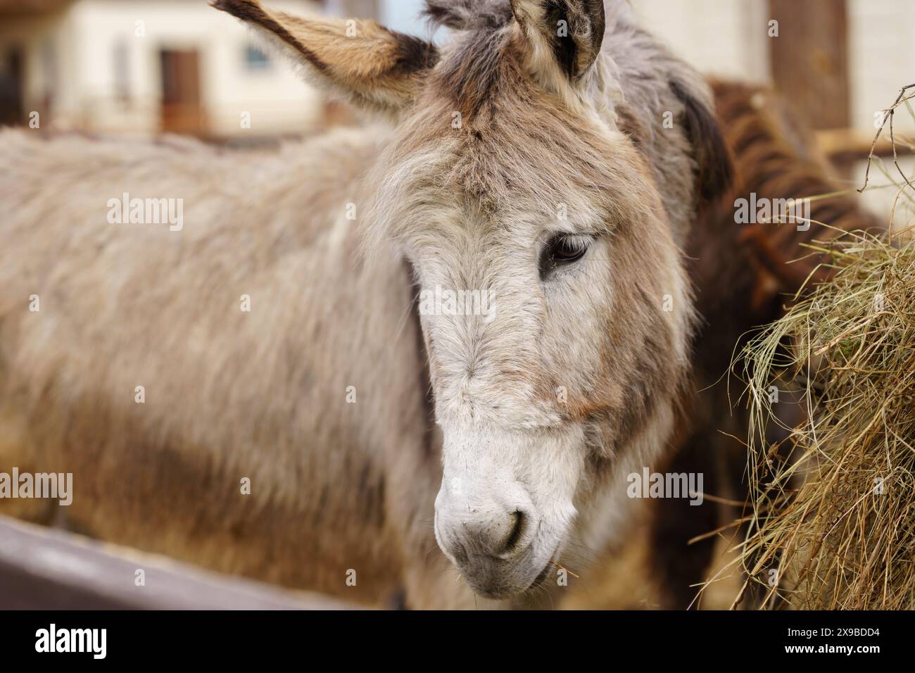 Donkey standing together on a mound of golden hay, munching on the ...