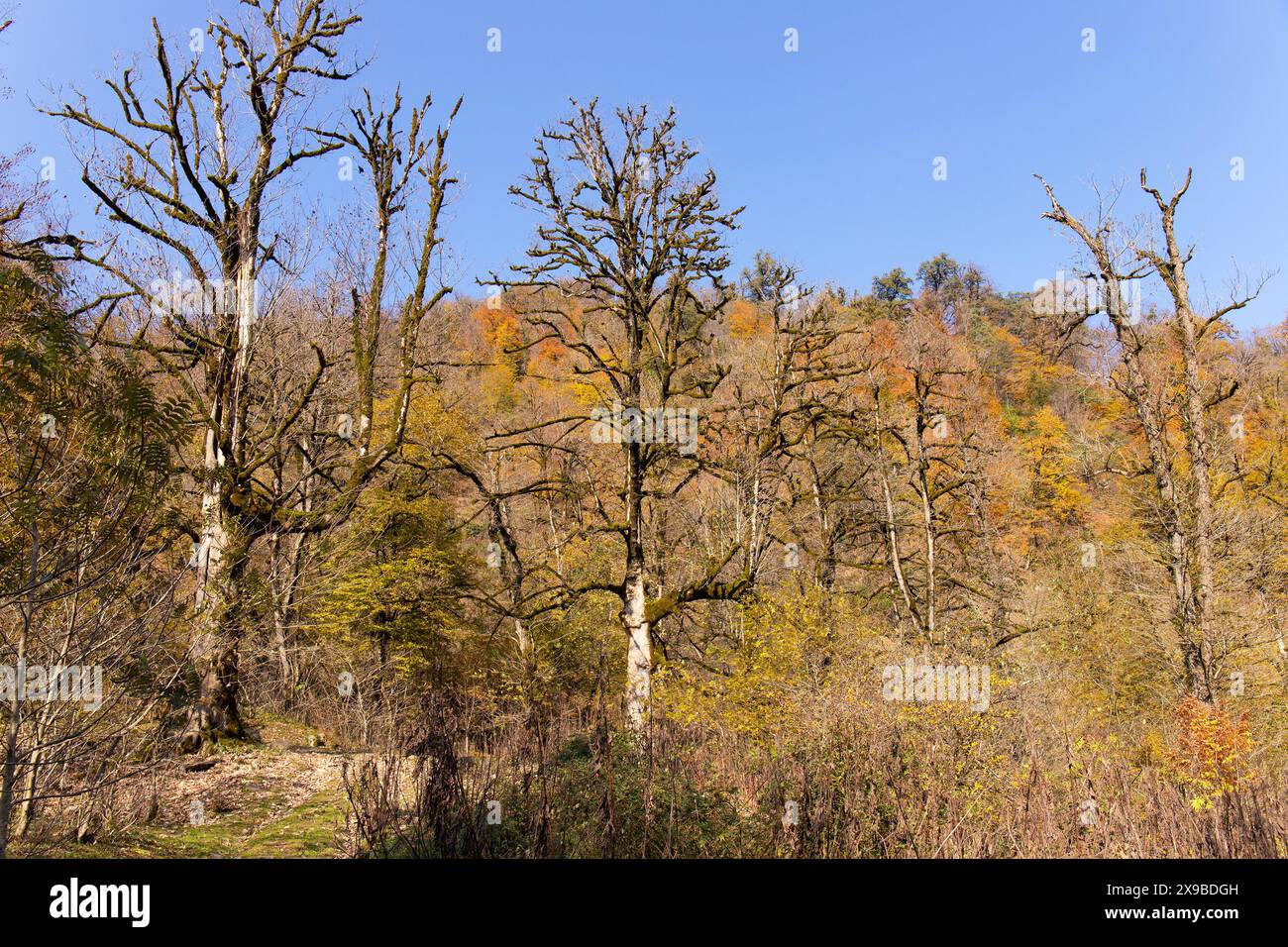 Large trees are covered with green moss in the autumn forest. Lankaran ...