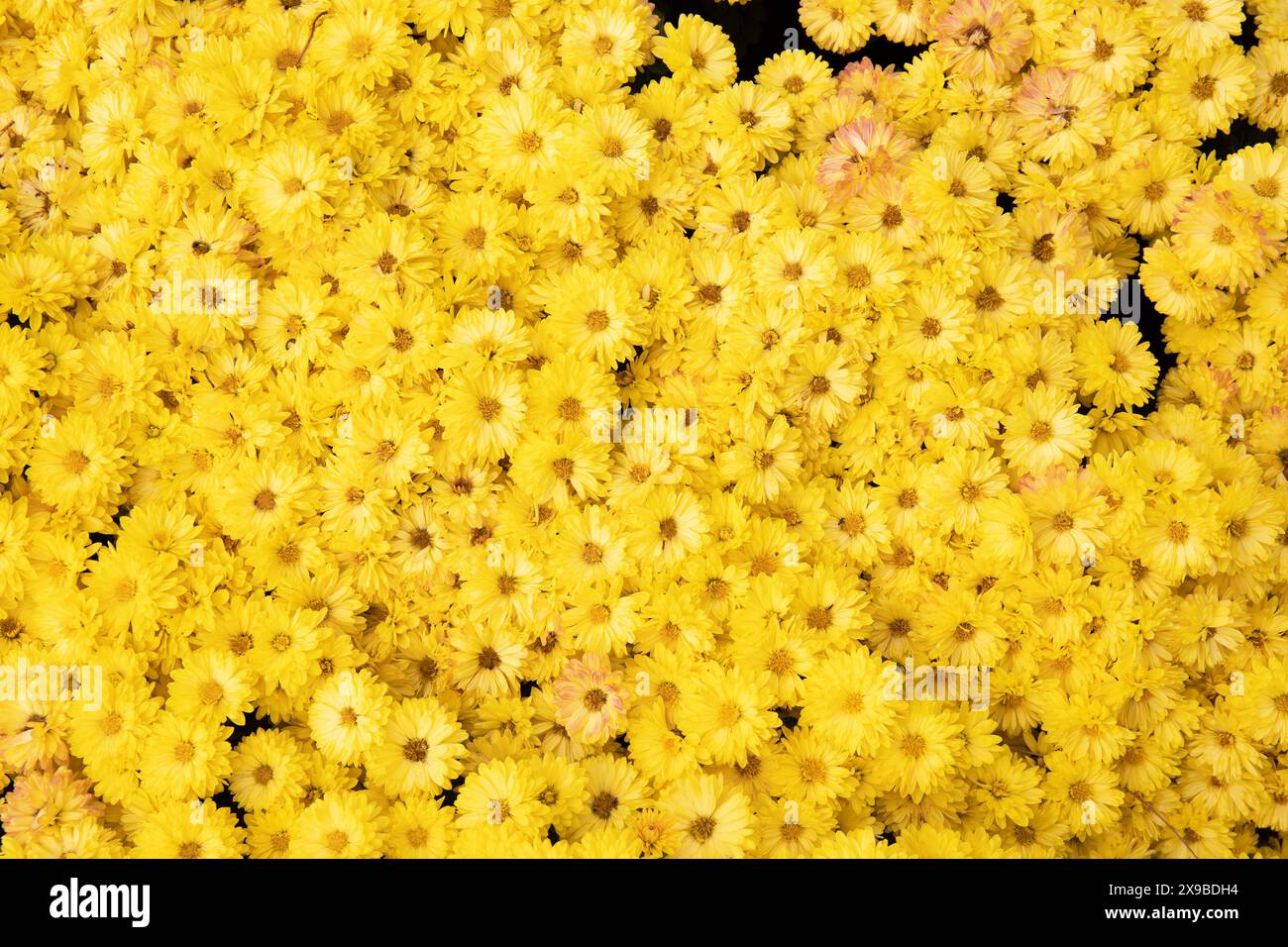 Lots of yellow flowers in the park. Azerbaijan Stock Photo - Alamy