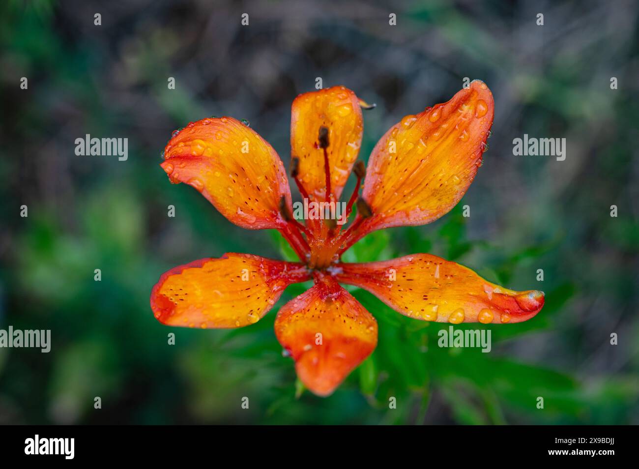 The orange lily is a vibrant lily species with showy orange flowers ...