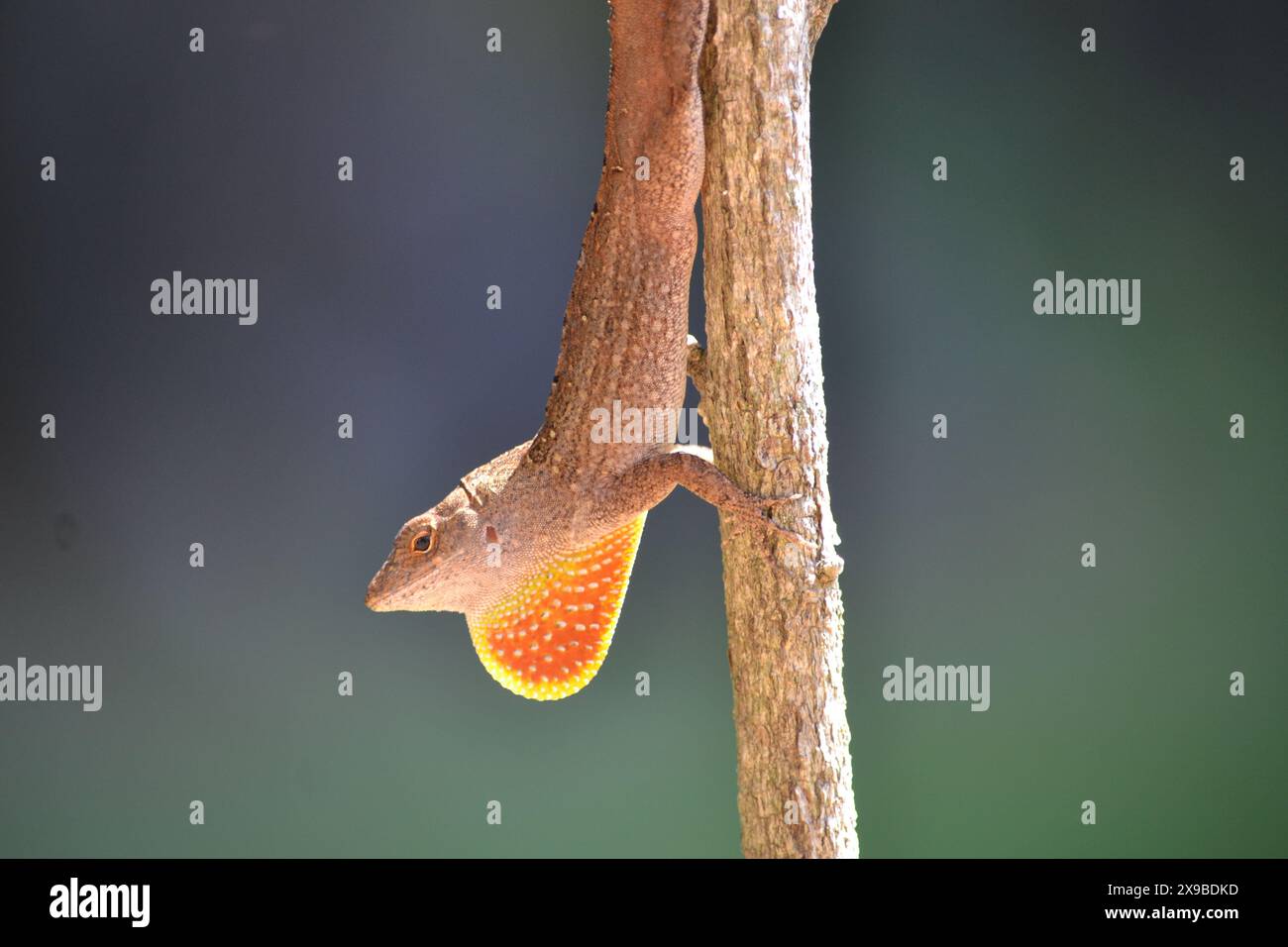 An anole lizard clings upside down to a hibiscus tree branch, with the ...