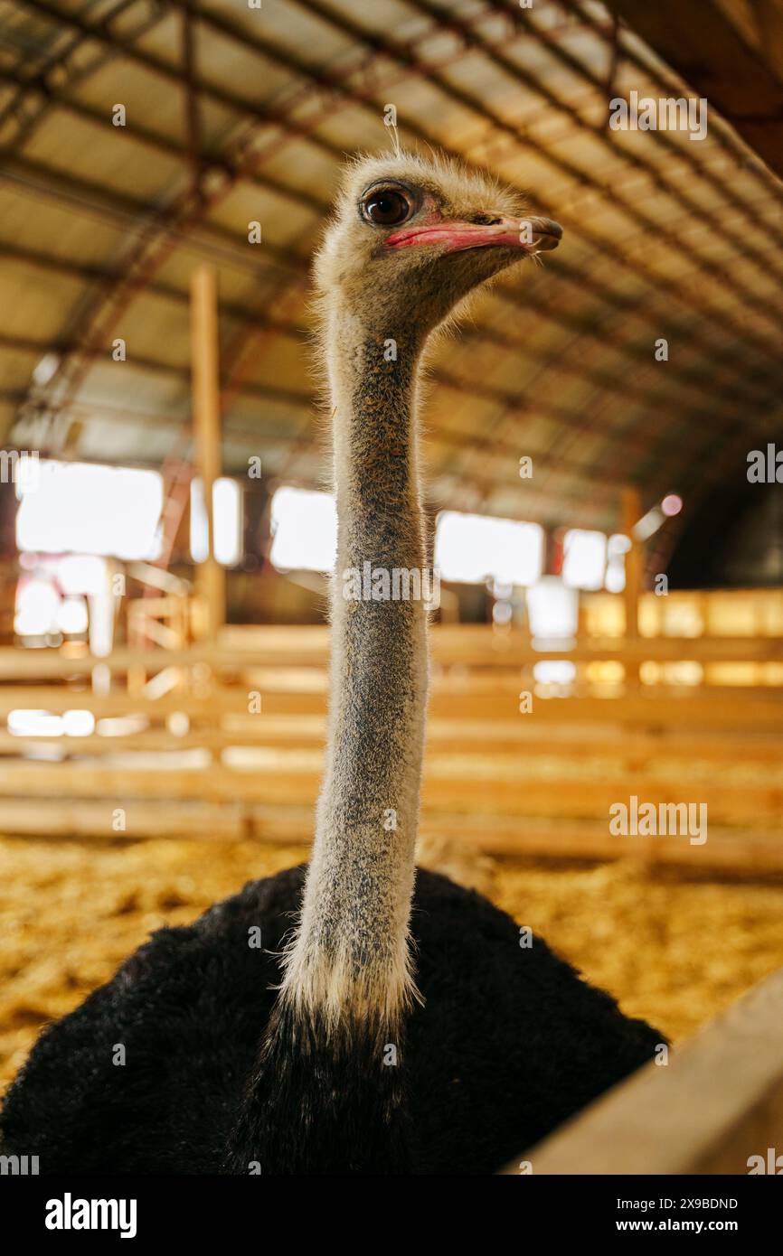 Ostrich is standing proudly in a charming barn filled with golden hay ...