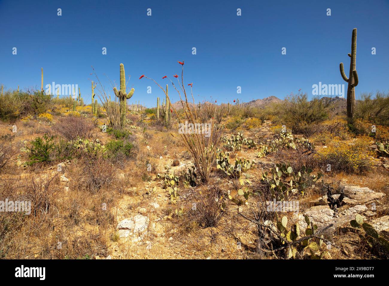 Majestic Saguaro, Saˈɣwaɾo, Carnegiea Gigantea, standing in glorious ...