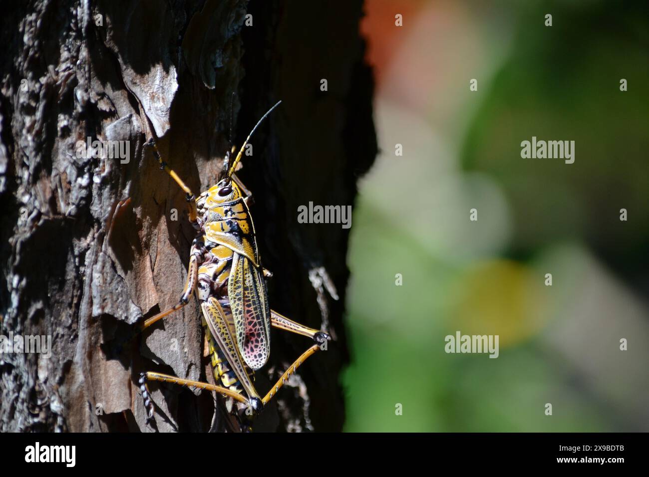 A close-up view of an Eastern Lubber grasshopper on the right side of a ...