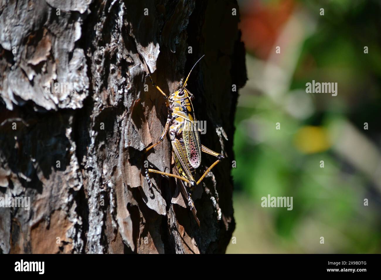 An Eastern Lubber grasshopper climbing up the peeling bark on the right ...