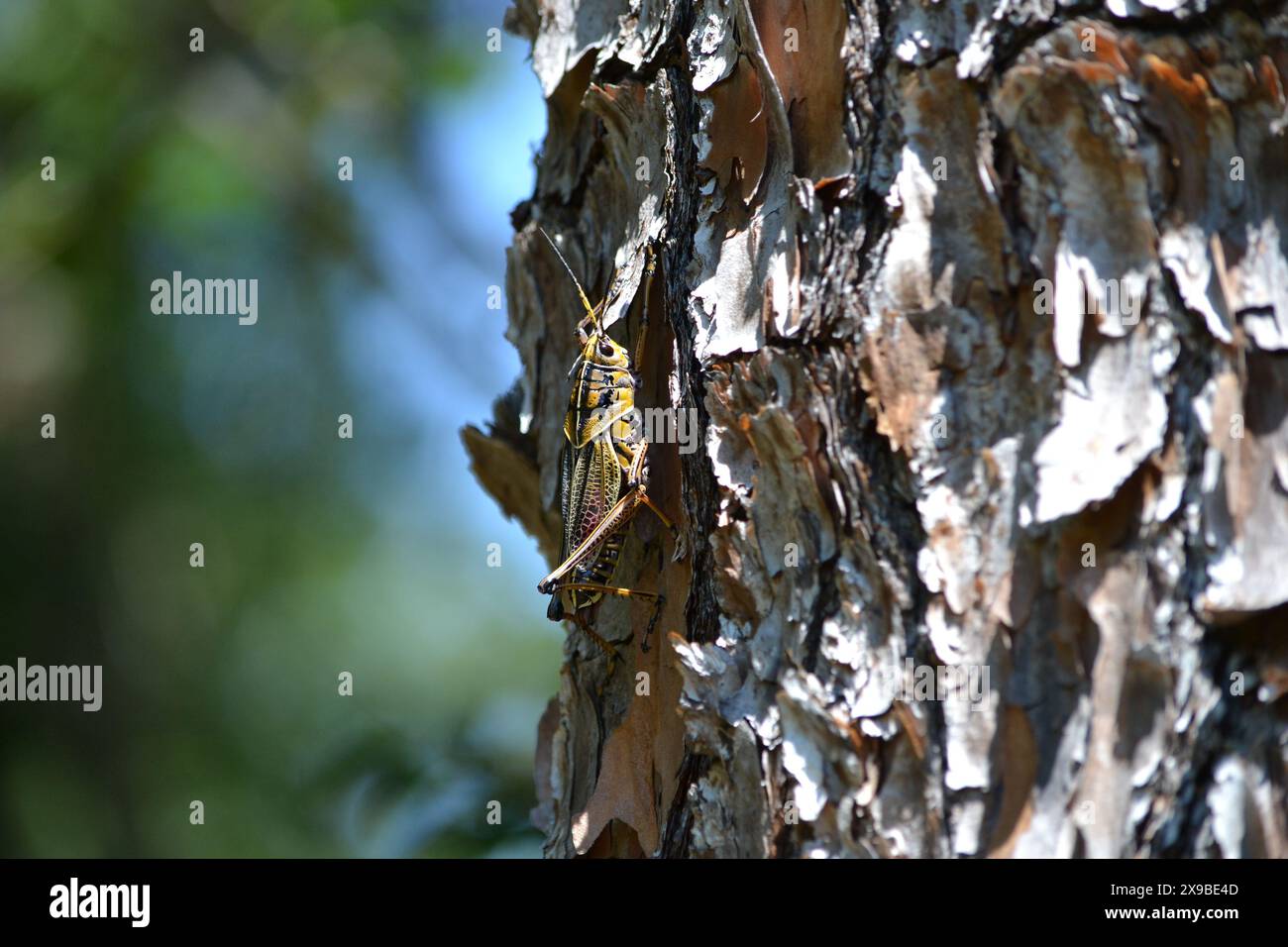 An Eastern Lubber grasshopper ascends the left side of a pine tree ...