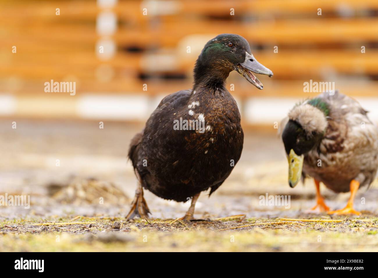 Stunning black bird stands hi-res stock photography and images - Alamy