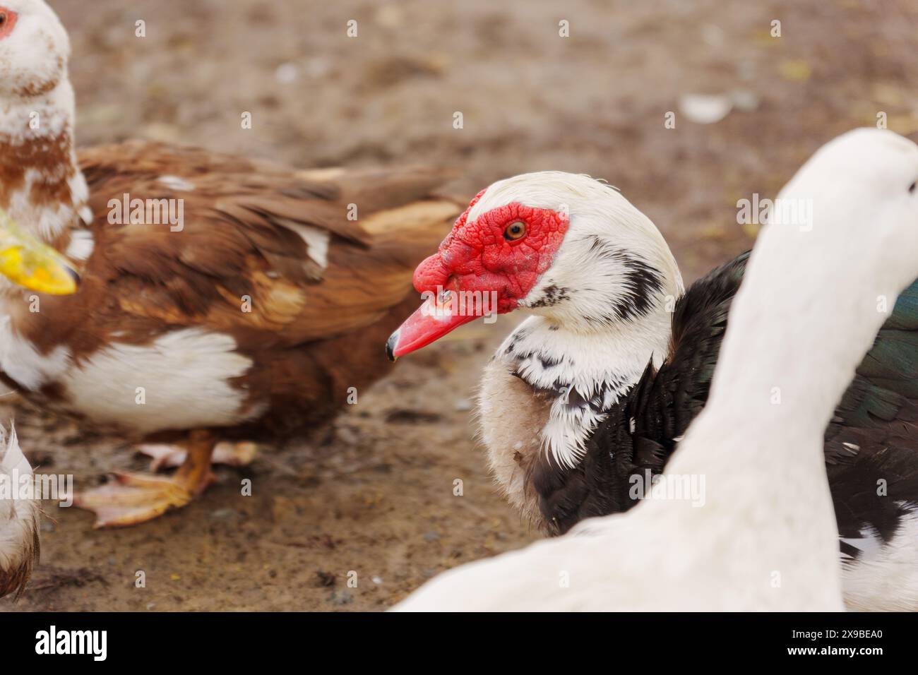 Muscovy duck is captured up close, displaying its unique plumage and ...