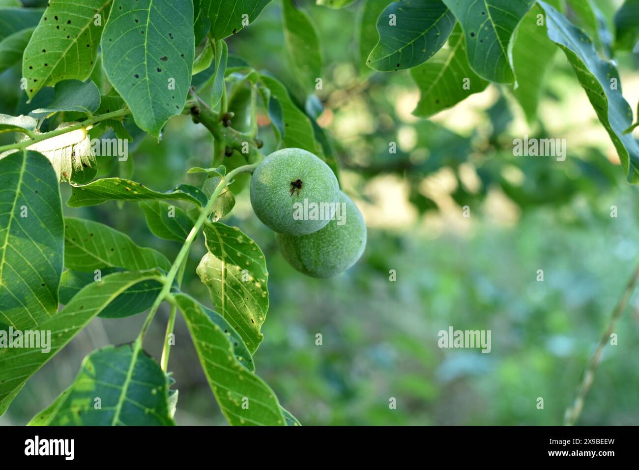 Green walnuts ripen on the branches of a tree in the garden Stock Photo ...