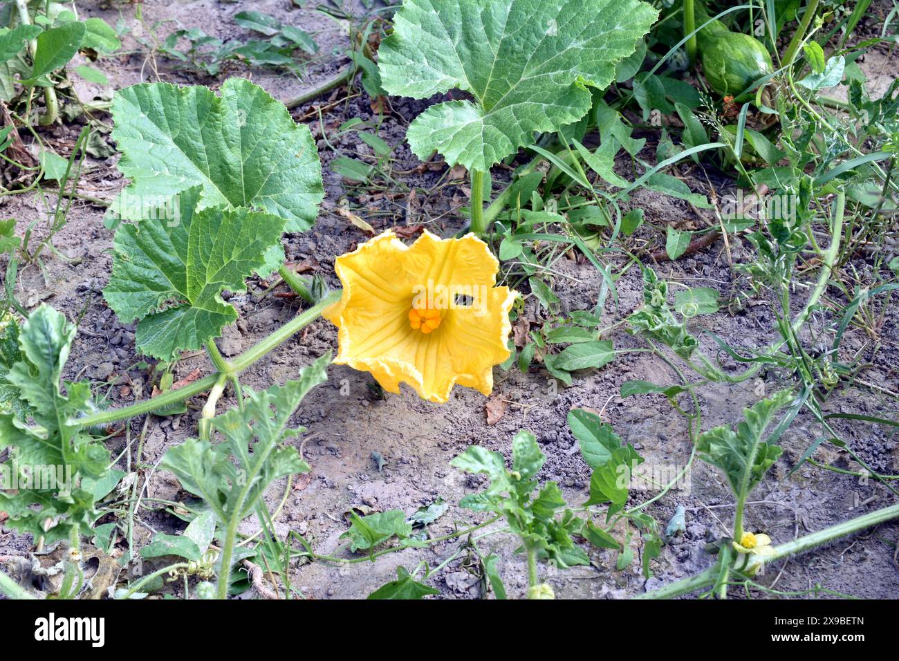 A yellow pumpkin flower on the branches of a bush that grows in a ...