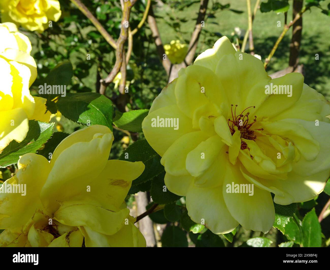 Strauchrose, Golden Showers, Rosarium, bühende Rosen, Baden bei Wien, 2024, Manfred Siebinger ...