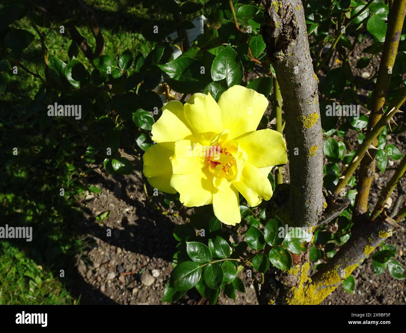 Strauchrose, Golden Showers, Rosarium, bühende Rosen, Baden bei Wien ...
