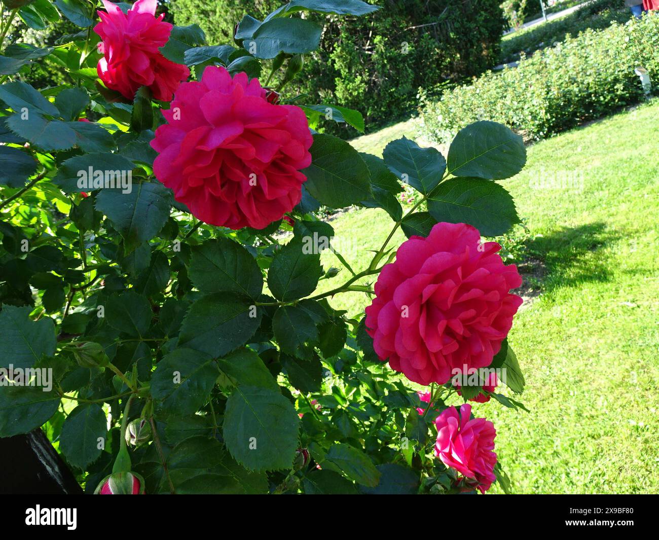 Kletterrose Uetersen, Rosarium, bühende Rosen, Baden bei Wien, 2024 ...