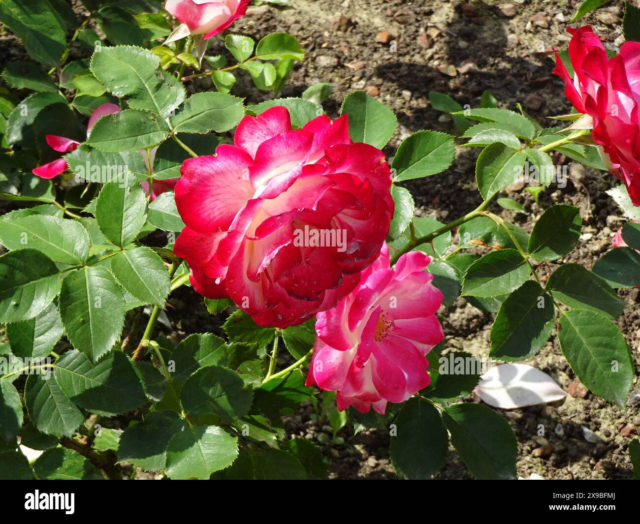 Beetrose, Jubile de Prince de Monaco, Rosarium, bühende Rosen, Baden ...