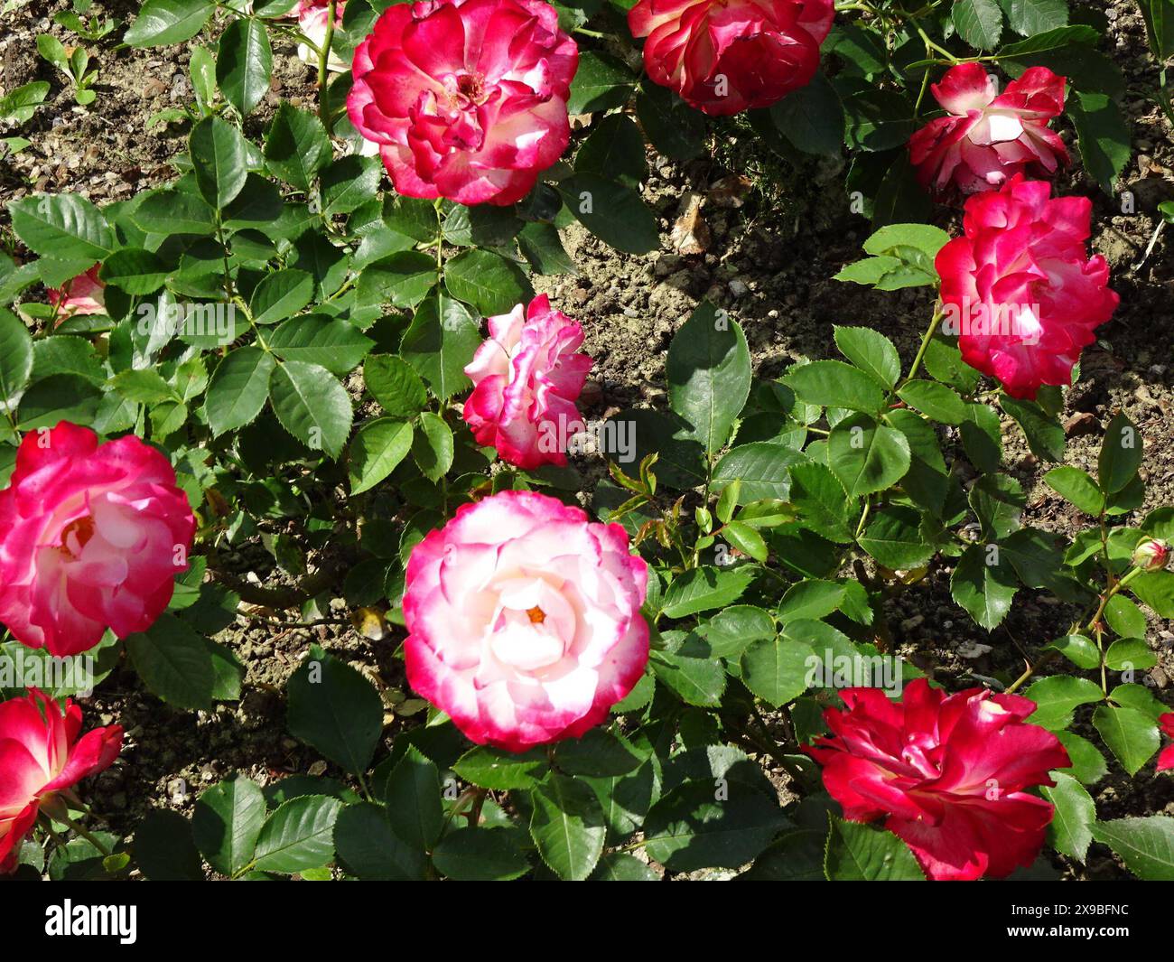 Beetrose, Jubile de Prince de Monaco, Rosarium, bühende Rosen, Baden ...