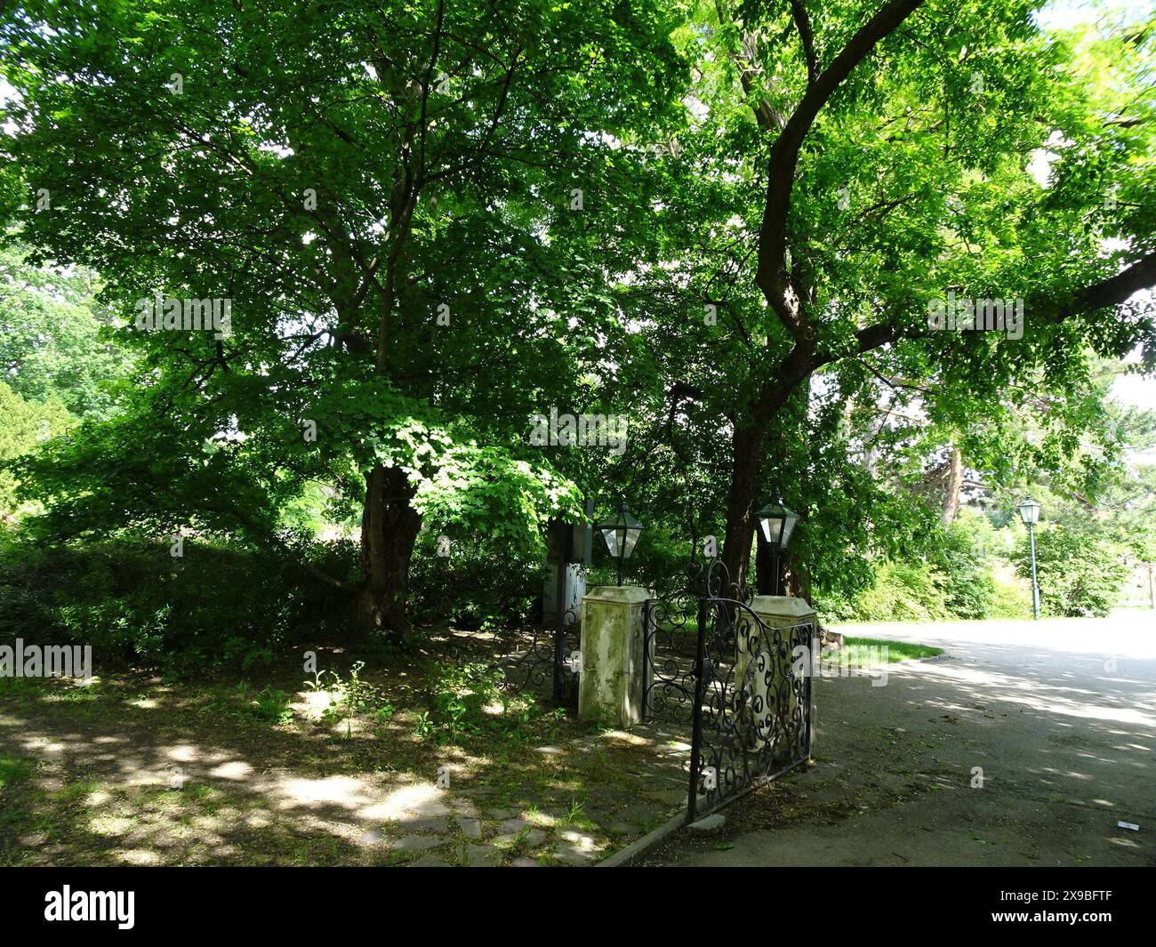 Baum, Rosarium, Baden bei Wien, 2024, Manfred Siebinger *** Tree ...
