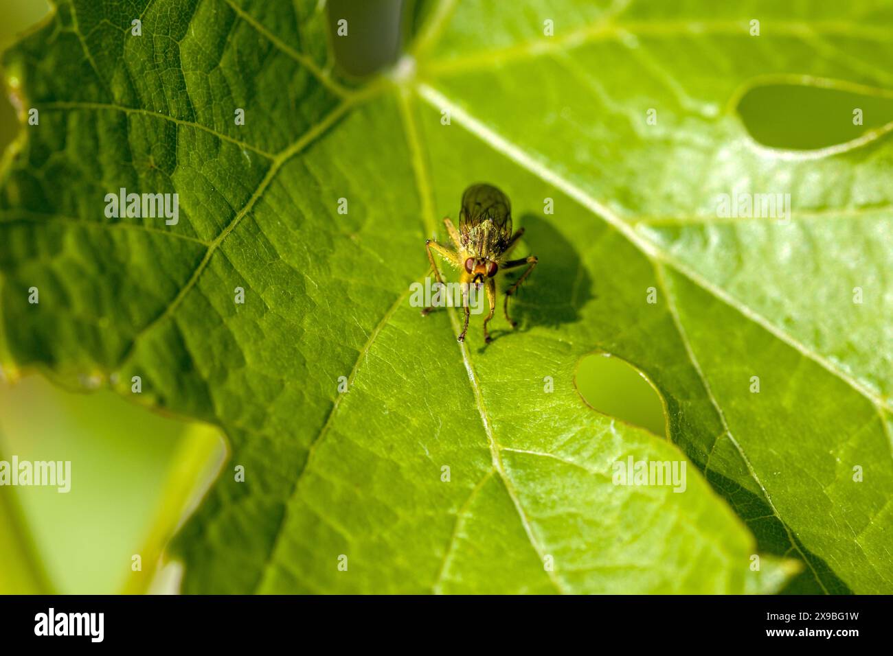 Fly in sunlight hi-res stock photography and images - Alamy