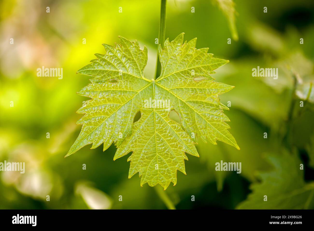 a green vine leaf in front of a bright blurred background Stock Photo ...