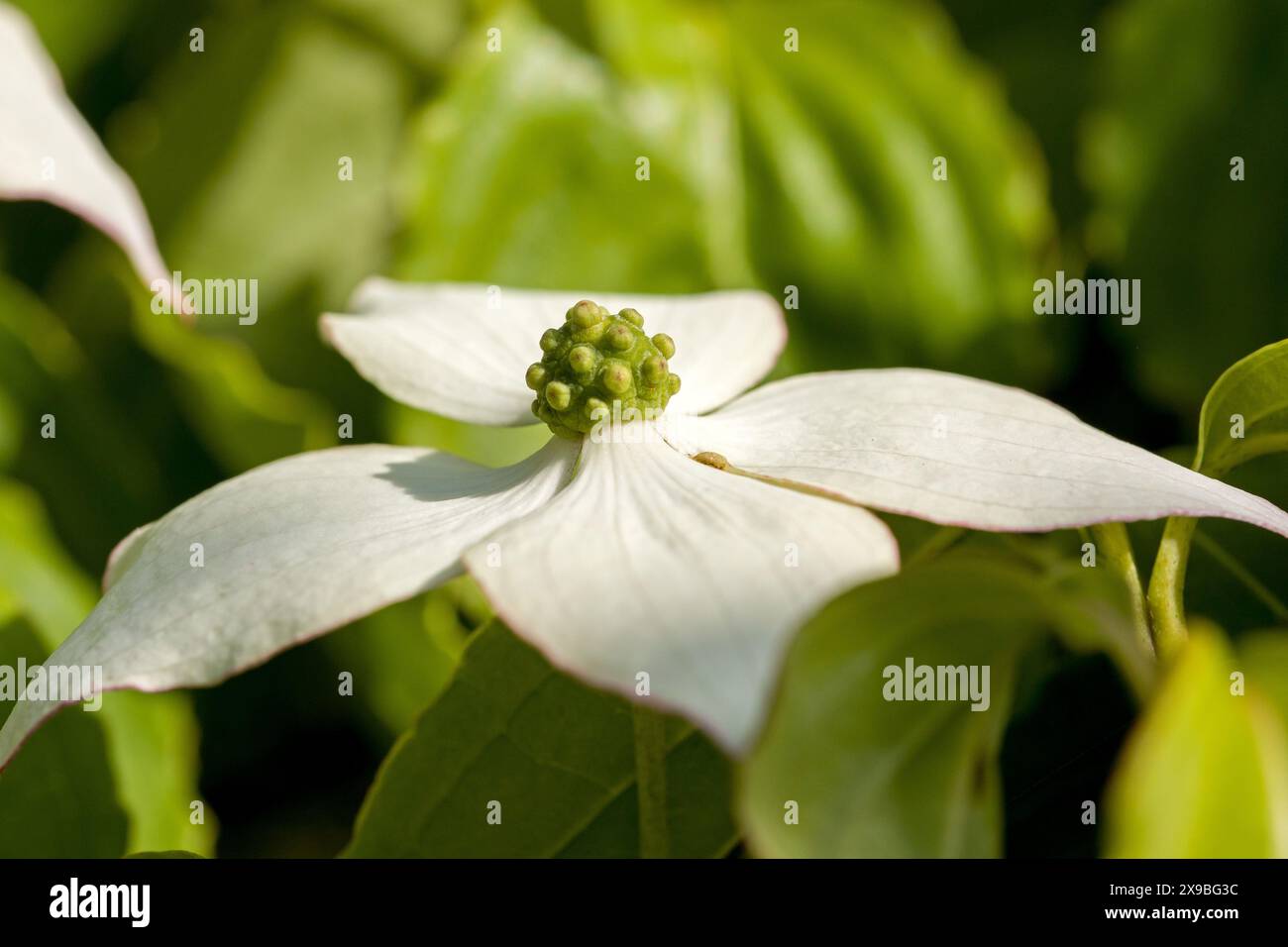 a white flower of japanese dogwood with green fruit body Stock Photo ...