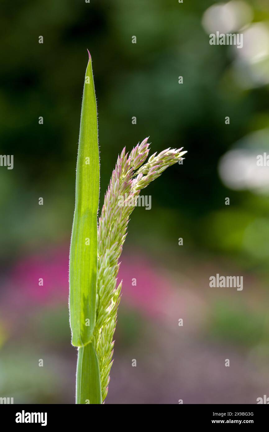 a green stalk of woolly honey grass with purple inflorescences against ...
